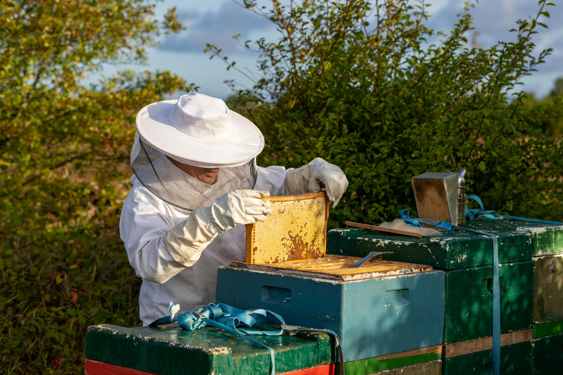 bubuyog – Commitment to sustainability and the well-being of honeybees ...